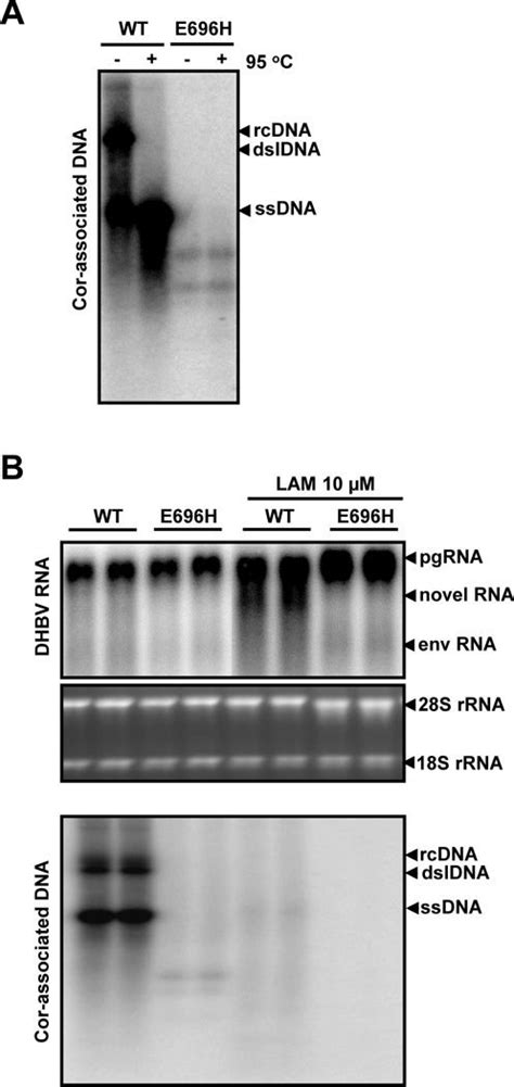 Accumulation Of The Novel Rna Species Requires Rnase H Activity