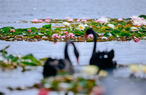 Variety Of Water Lilies In Full Bloom At Songjiang Exhibition SHINE News