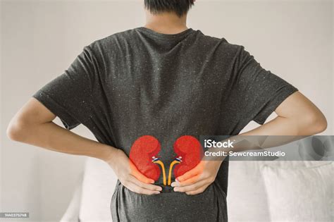 신장 모양 만성 신장 질환 신부전 개념으로 허리 통증으로 고통받는 청년의 뒷모습 콩팥 내부 기관에 대한 스톡 사진 및 기타
