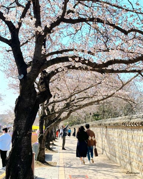 2024 경주 벚꽃명소 대릉원 돌담길 실시간 330 벚꽃 축제 현황 포토존 개화시기 김유신장군묘 네이버 블로그