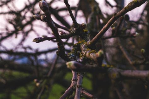 Tree Blooming Spring Free Photo On Pixabay Pixabay