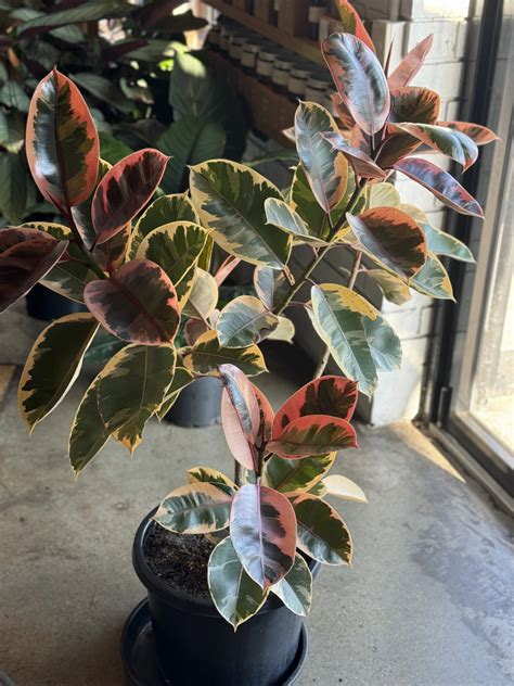 Ficus Elastica Ruby 300mm Indoor Plant Shop Unveiling Poppy