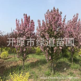 北美海棠树系列光辉海棠 绚丽海棠 王族海棠 富贵海棠树苗批发 阿里巴巴