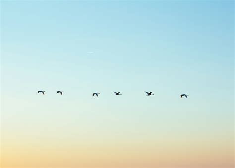 Migration And Belonging A Matter Of Sex — Cosy