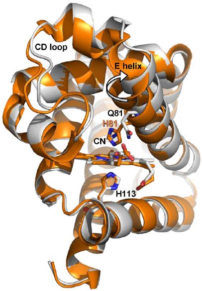 Superimposition Of X Ray Structures 1ut0 And He7q Mutant Download