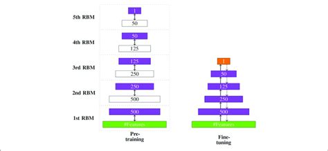 The Two Stages Of Dbn Learning Left The Hidden Layer Purple Of Download Scientific