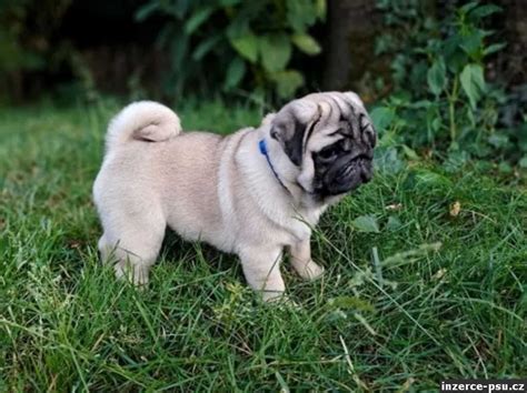 Mops Inzerce štěňata Na Prodej