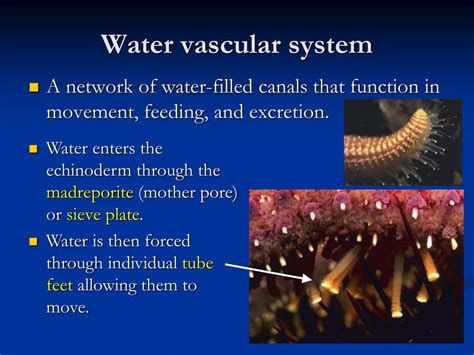 Ppt Echinoderms Powerpoint Presentation Free Download Id 2137511