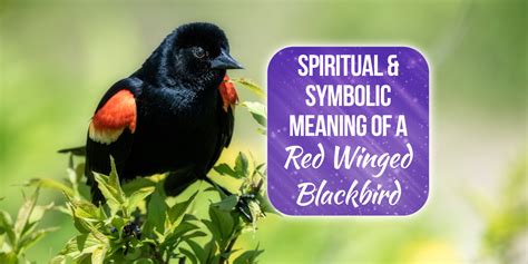 Rook Bird Symbolism Meaning And Totem Must Read Simply Symbolism