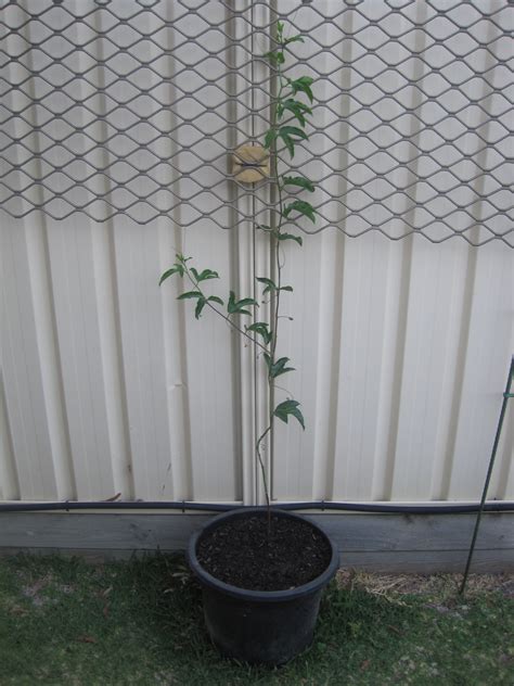 Forum Passionfruit Vine Training And Pests