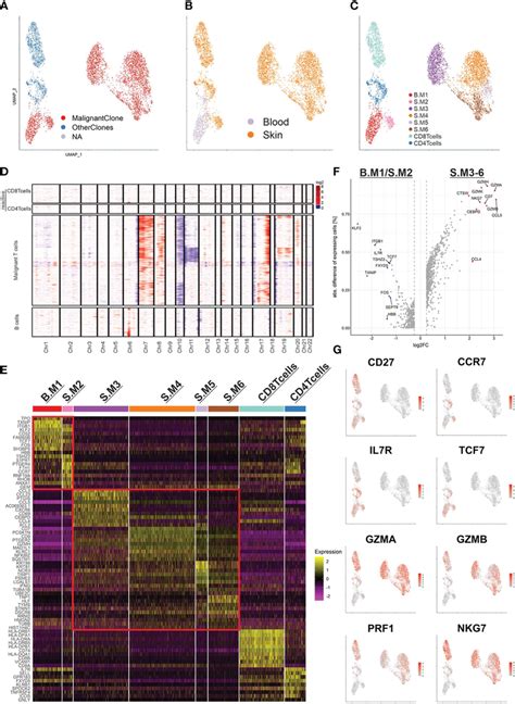 The Malignant T Cell Clone And Its Subpopulations A Umap Of All T