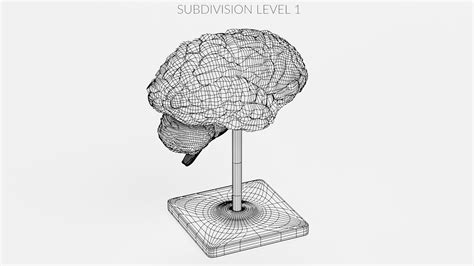 3d Model Brain Section Model Turbosquid 2025116