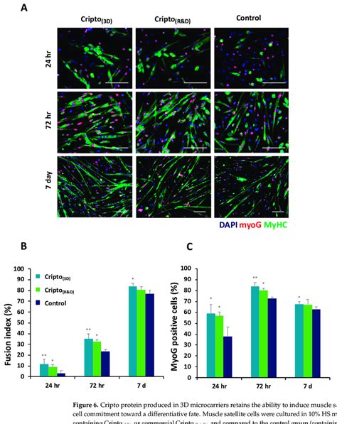 Cripto Protein Produced In 3d Microcarriers Retains The Ability To Download Scientific Diagram