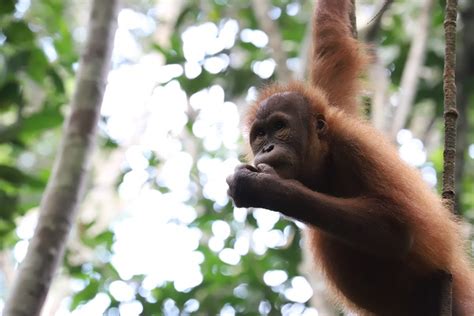 Sudin The Orangutan Project