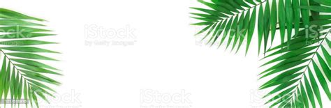 녹색 야자수 잎 흰색 배경 배너에 분기 패턴 프레임 Top Viewcopy Spaceabstract 0명에 대한 스톡 사진 및