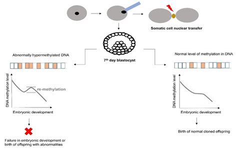 Diagrammatic Representation Of Effect Of Dna Methylation Level In