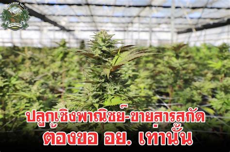 บ้านหนองทองจันทร์ฟาร์ม 🛒ปลูกกัญชาเชิงพาณิชย์ ขายสารสกัด ต้องขอ อย