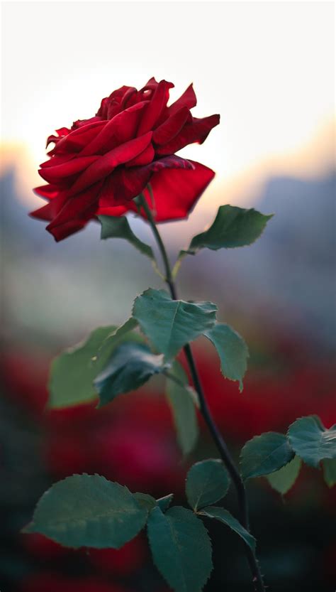 Red Rose Iphone Wallpaper