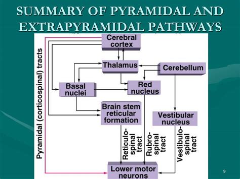 Ppt 1 Extra Pyramidal System 2 Motor Neuron Lesions Powerpoint