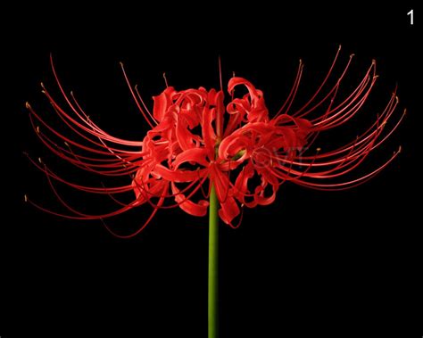 Red Spider Lily All About Lycoris Radiata The Garden Hows