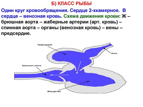 Эволюция кровеносной системы у позвоночных презентация онлайн