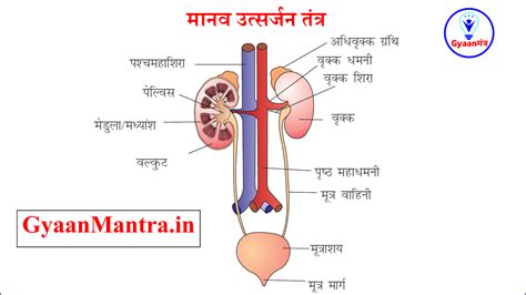 मानव उत्सर्जन तंत्र का सचित्र वर्णन कीजिए