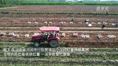 河北河间：红薯种植助农增收