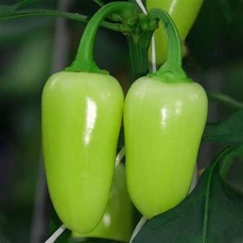 نازبو صفحه اصلی