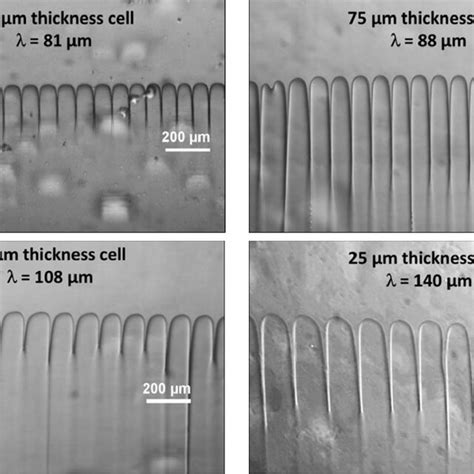 Steady State Growth Morphology Of Scn 0 24 Wt Camphor Alloy Download Scientific Diagram