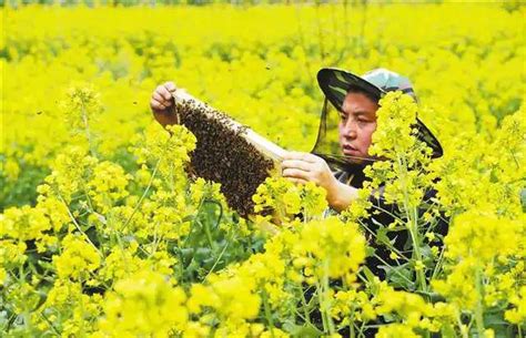 石柱中益乡蜜蜂乐园石柱中益乡旅游石柱中益乡第4页大山谷图库