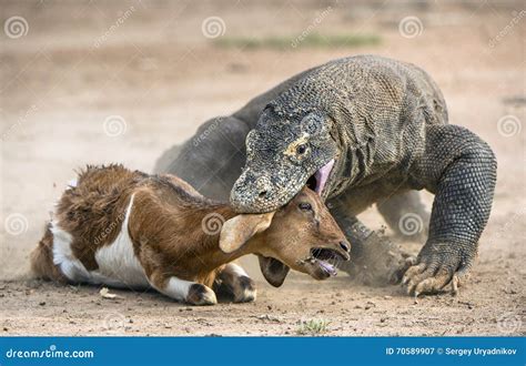 Attack Of A Komodo Dragon The Komodo Dragon Varanus Komodoensis
