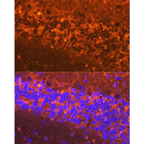 Anti Alpha Synuclein Antibody A88401