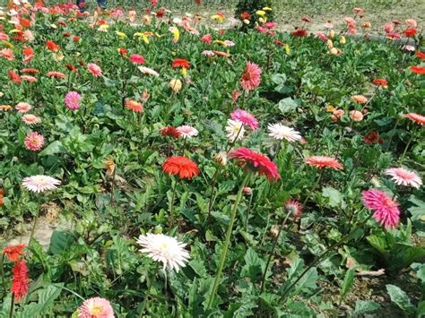 Project Proposal On Sustainable Livelihood Development Upwork Project Proposal On Sustainable Livelihood Development Upwork