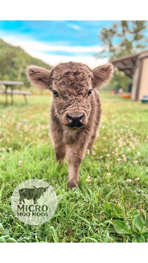 Micro Moo Moos Harrison Ar