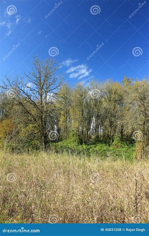 Naked Trees Dead Grass Green Bushes And Blue Sky Stock Photo Image