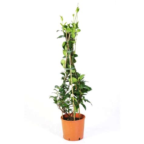 Rhynchospermum In Pot 17cm Sherries Estates