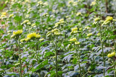 무료 이미지 아름다운 아름다움 지독한 식물의 식물학 꽃다발 닫기 닫다 색깔 화려한 시원한 한 지방 플로라 꽃 무늬의 선도 정원 원예 잔디