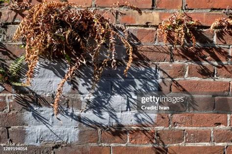 Decomposed Granite Photos And Premium High Res Pictures Getty Images
