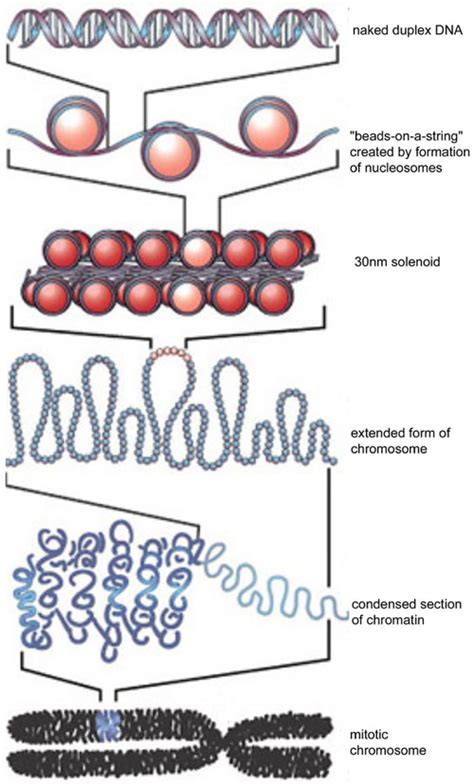 Biochemistry What Is A DNA Binding Domain Biology Stack Exchange