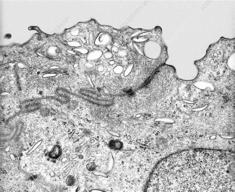 Intercellular Junction In Urinary Bladder Epithelium Tem Stock Image C060 1084 Science