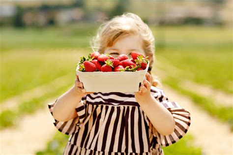 여름에 유기농 베리 농장에서 건강한 딸기를 따기와 먹는 행복한 어린 유아 소녀의 초상화 열매가있는 상자를 들고있는 어린이 텍스트 공간을 복사하십시오 딸기 농장에 아이 건강한