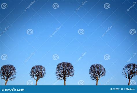 Line Of Trees Stock Image Image Of Outdoor Horizon 12731137
