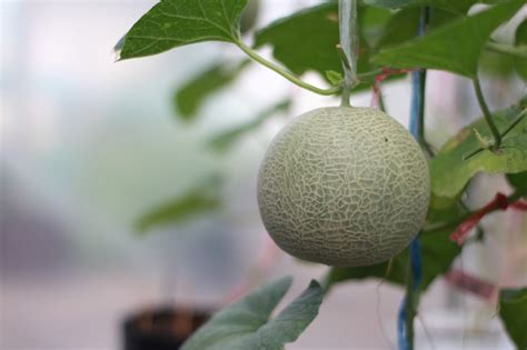 Melonen Im Garten Anbauen Pflegen Und Ernten Beetfreunde De