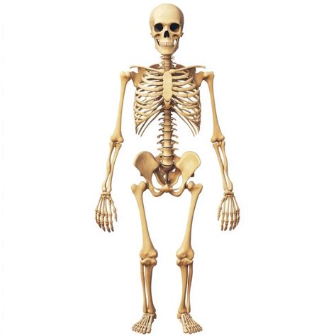 Human Skeletal System Anatomy A Complete Guide With Detailed