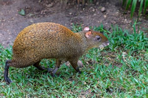 Un agouti centroamericano dasyprocta punctata caminando en la hierba méxico la península de