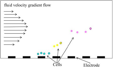 Figure 1 From A Review On The Applications Of Dielectrophoretic Based