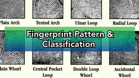 Plain Whorl Fingerprint