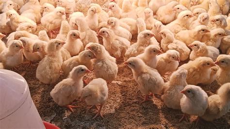 Kerala Poultry Farm Shorts Youtube