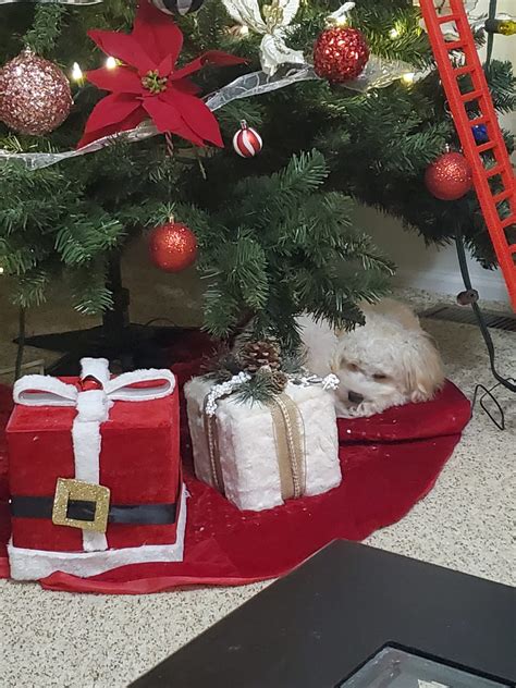 All Snuggly Under The Tree Rcavapoo