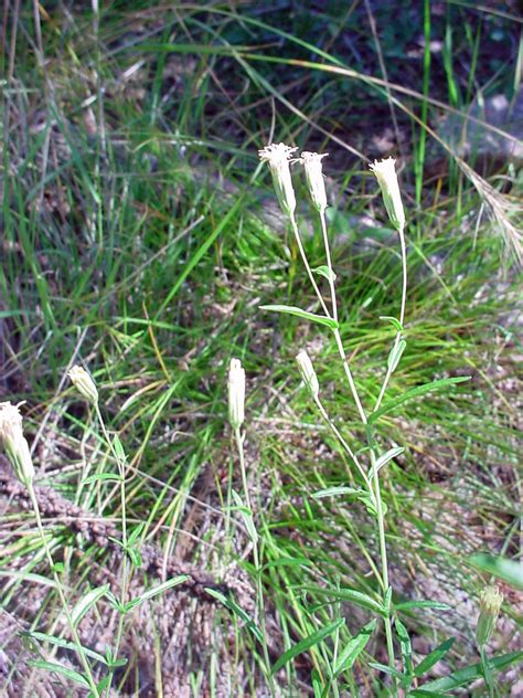 Vascular Plants Of The Gila Wilderness Brickellia Eupatorioides Var